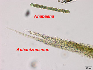 Aphanizomenon