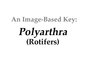 phycokey - Polyarthra (rotifer)