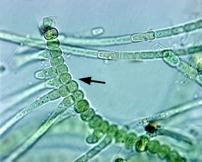 Phycokey - Fischerella images