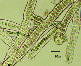 Phycokey - Stigonema images