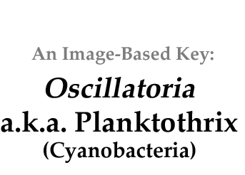 Phycokey - Oscillatoria
